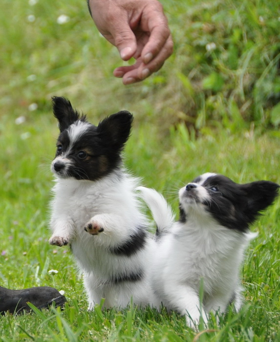 Road's End Papillons : Available Papillon Puppies