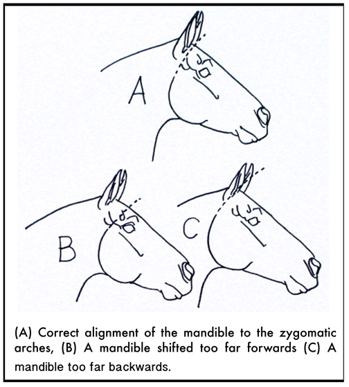 Musings at Minkiewicz Studios LLC: Sculpting the Equine Eye