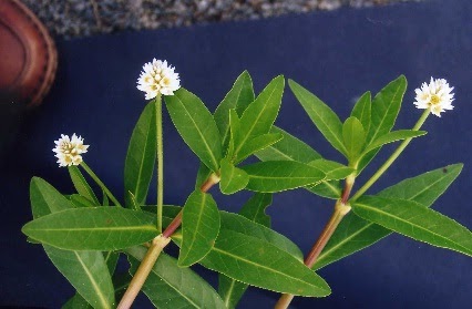 Beware: Alligator weed can invade our water resources | Sri Lanka Guardian