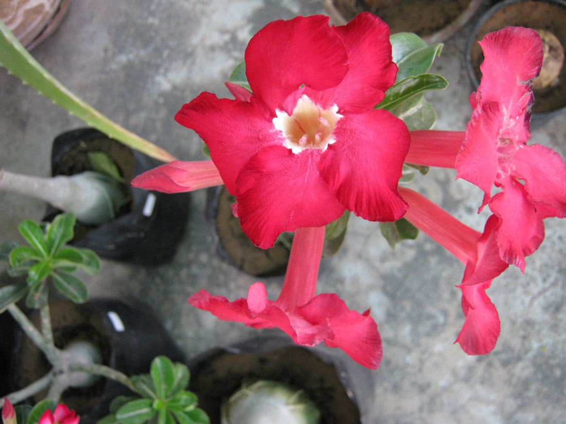November 2015 | Bonsai Adenium Plant