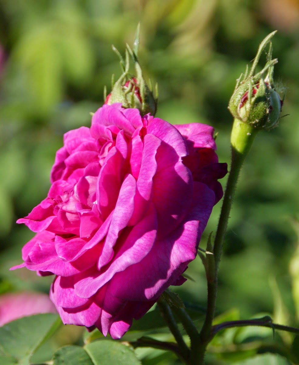 Organic Garden Dreams: March Roses