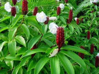 JUAL POHON PACING PENTUL | Costus Specious Smith - PASAR TAMAN