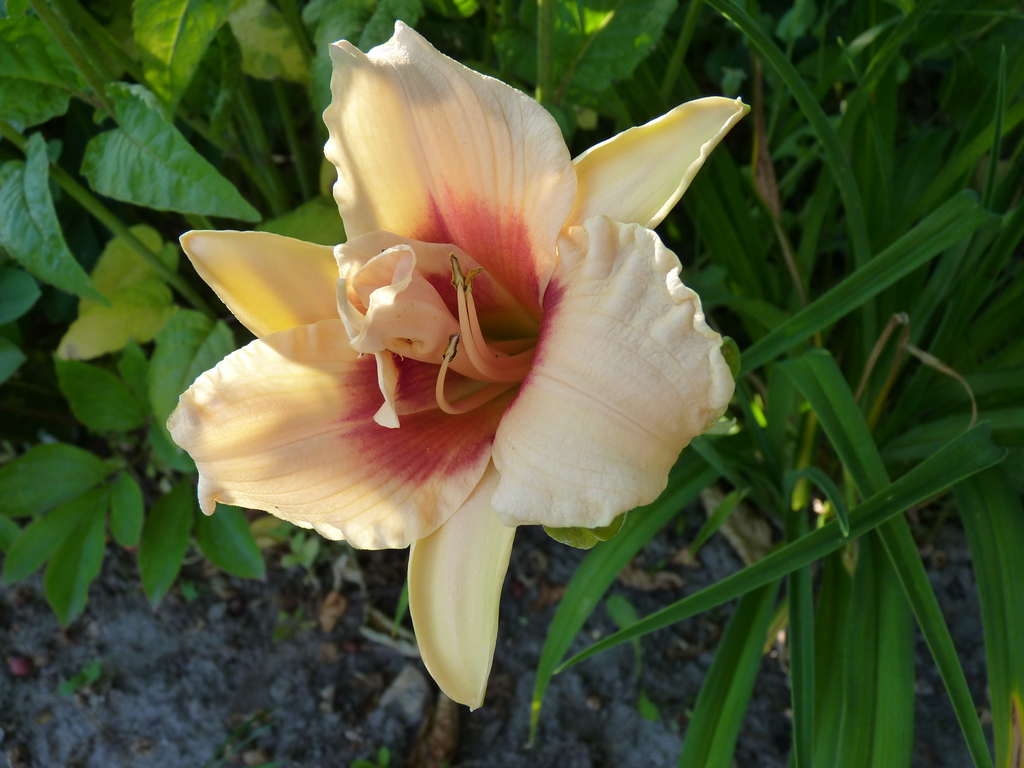 Høneballehaven på Samsø og Hellerupvej på Fyn: Clematis, og et ...