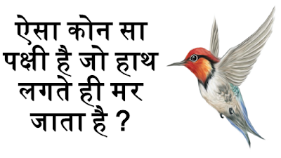 Aisa kon sa pakshi hai jo hath lagate hi mar jata hai? - Free Paheliyan