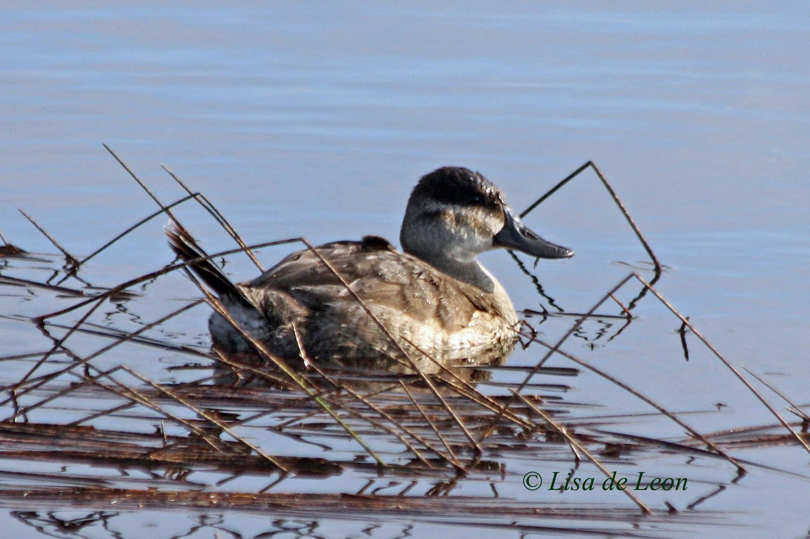 Birding with Lisa de Leon: Ruddy Duck - Female