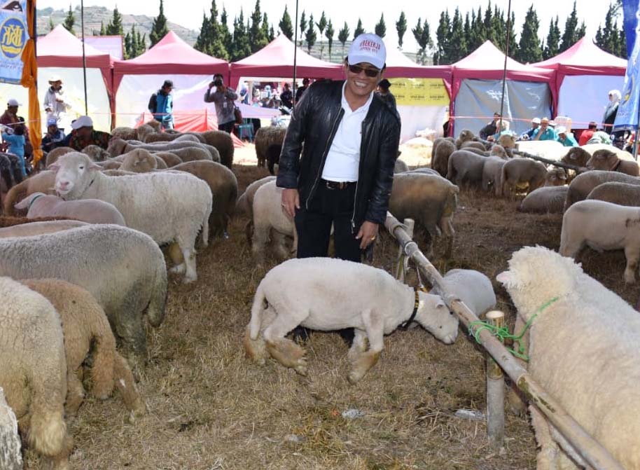 Dirjen PKH, I Ketut Diarmita, pada acara Festival Ternak Domba Batur di ...