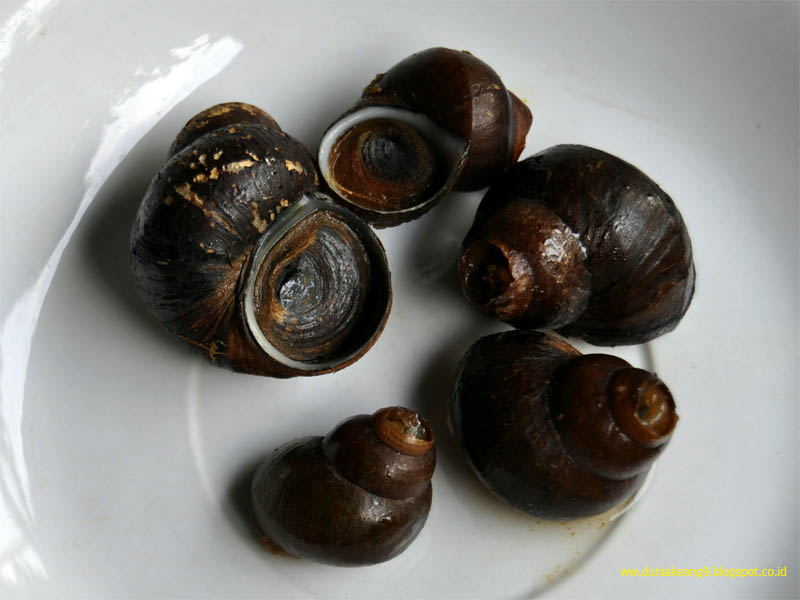 Pengertian Keong Sawah Atau Tutut Yang Perlu Anda Ketahui - Dunia Keong