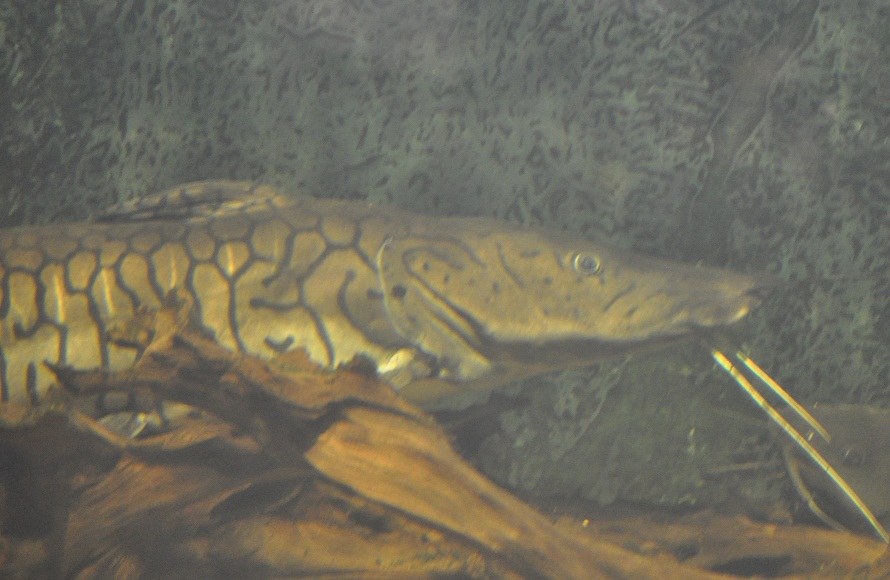 ZOOTOGRAFIANDO (6.057 ANIMALS): BAGRE RAYADO / BARRED SORUBIM ...