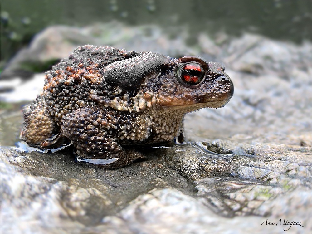 NATURANAFOTOS: Una de Anfibios