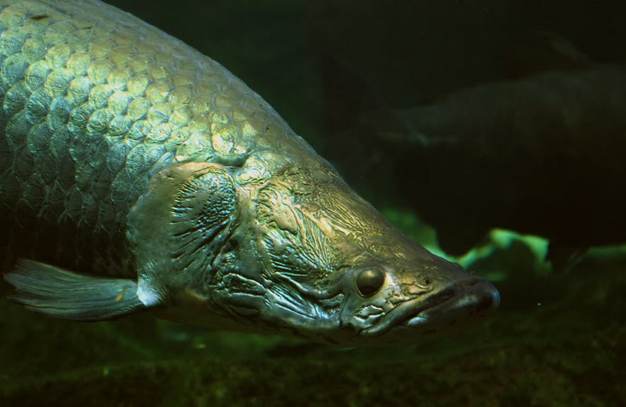 Arapaima | The Biggest Animals Kingdom