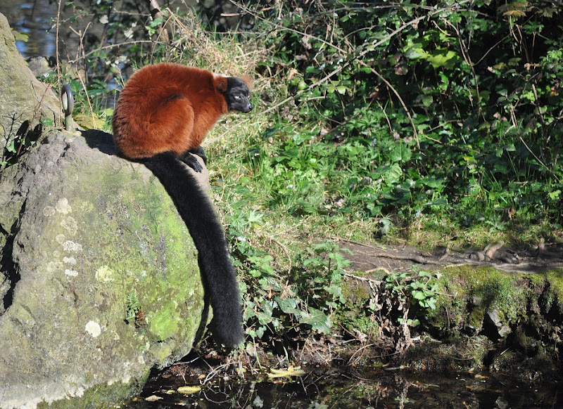 ZOOTOGRAFIANDO (6.100 ANIMALS): LÉMUR RUFO ROJO / RED RUFFED LEMUR ...