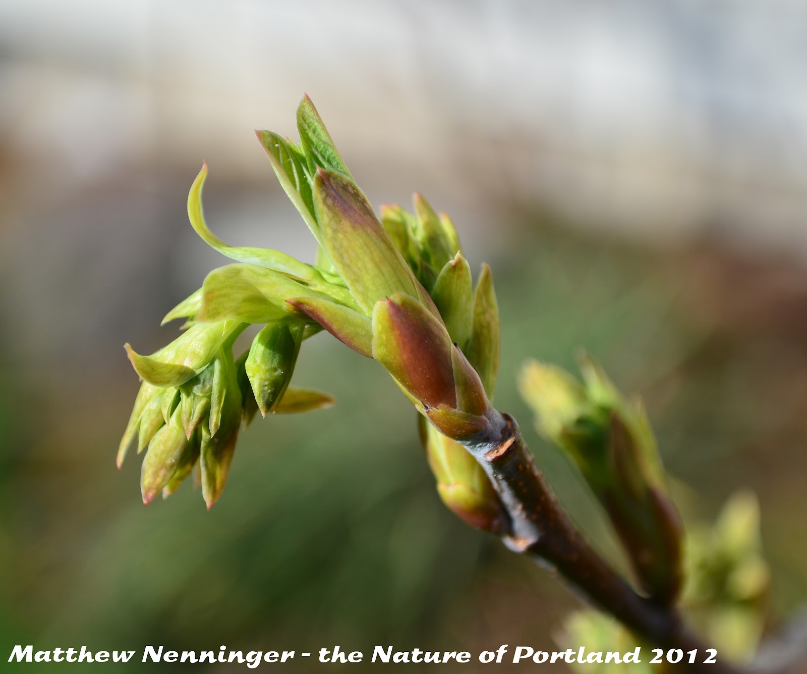 the Nature of Portland: Portland's Native Plants Spring to Life