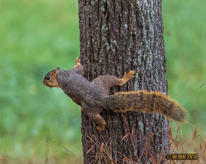 Pennsylvania Wildlife Photographer: October Brings Good Variety of ...
