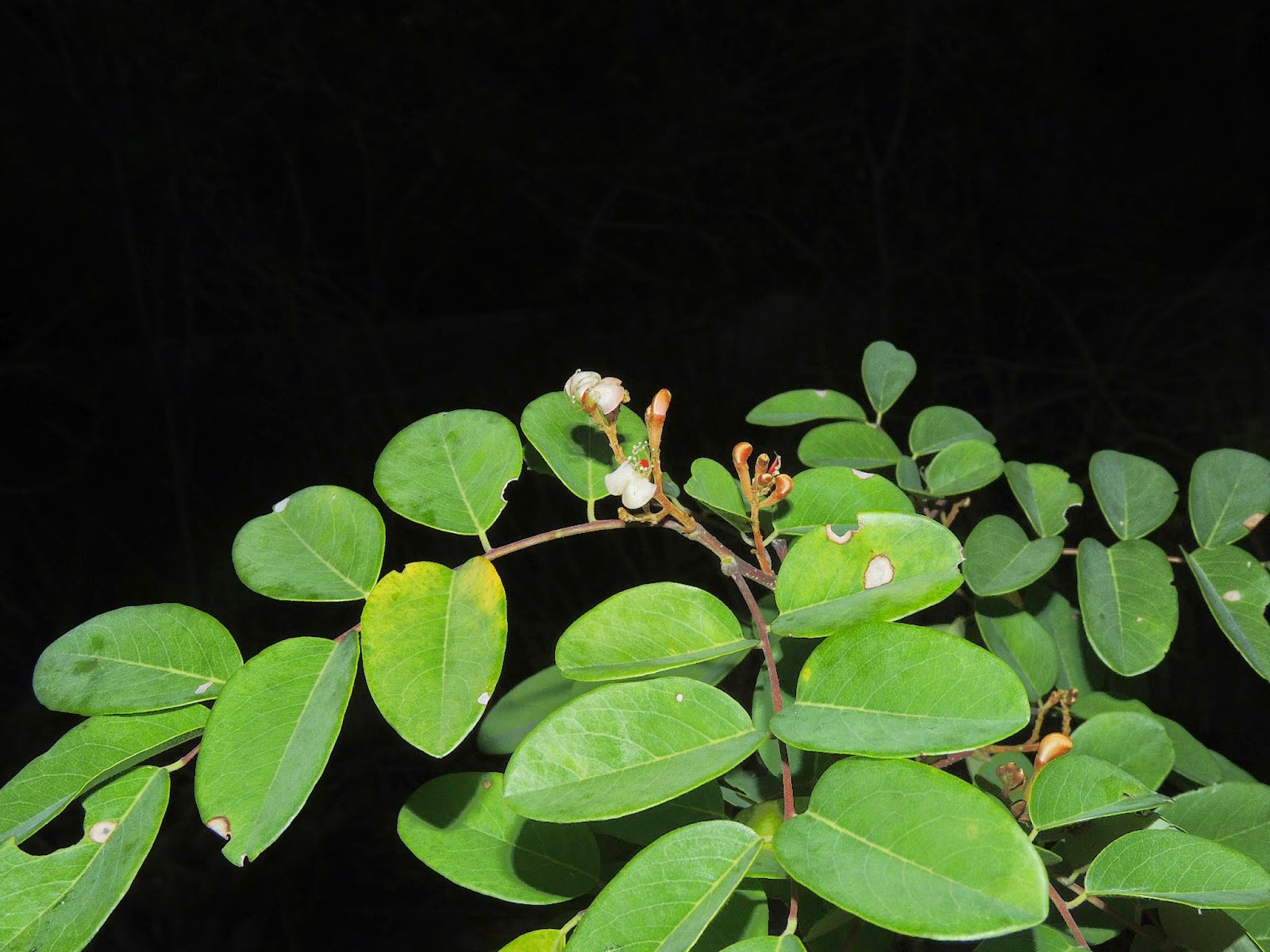 Fabaceae - Leguminosae no Brasil: Amburana