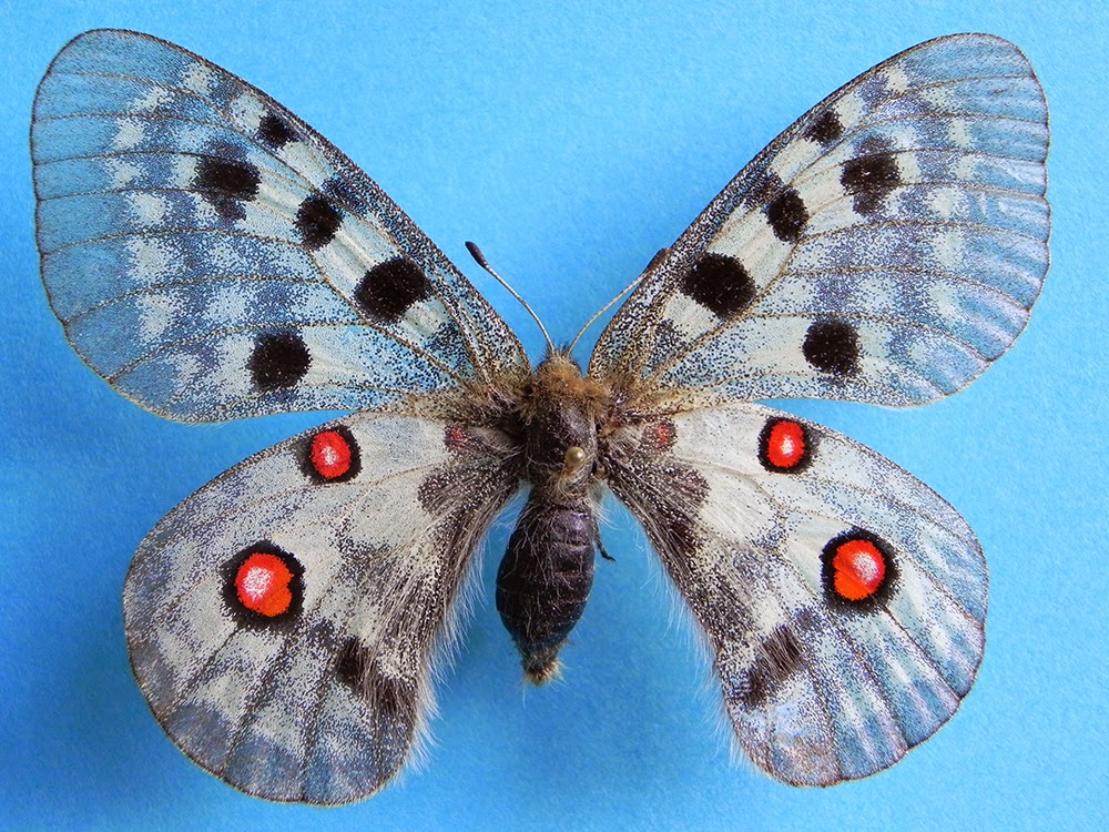 MARIPOSAS (BUTTERFLIES): Subfamilia PARNASSIINAE (Familia PAPILIONIDAE)