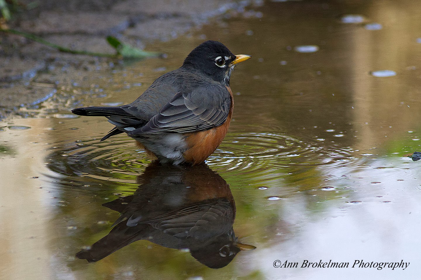 Ann Brokelman Photography: Robins in the puddles and eating berries ...