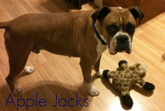 Matilda's Boxer Banter: Friday Dog of the Day: Apple Jacks