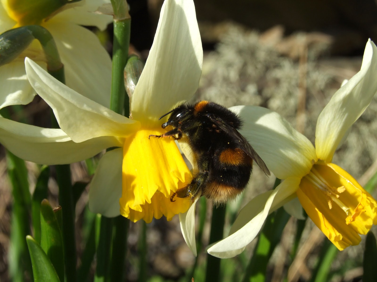 Muckle Shetland Blog: Bumble Bees - 2 New Shetland Records