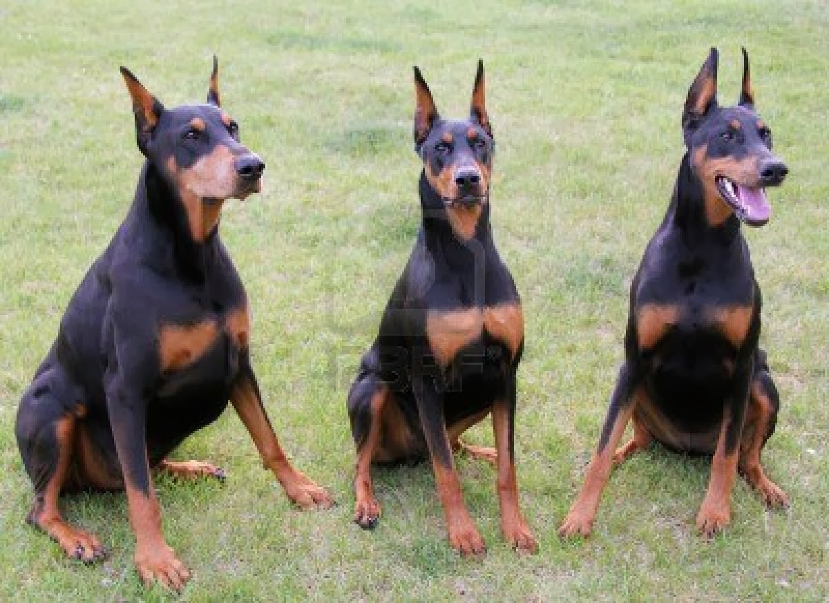 Aksesoris dan Perlengkapan Grosir Murah: Doberman