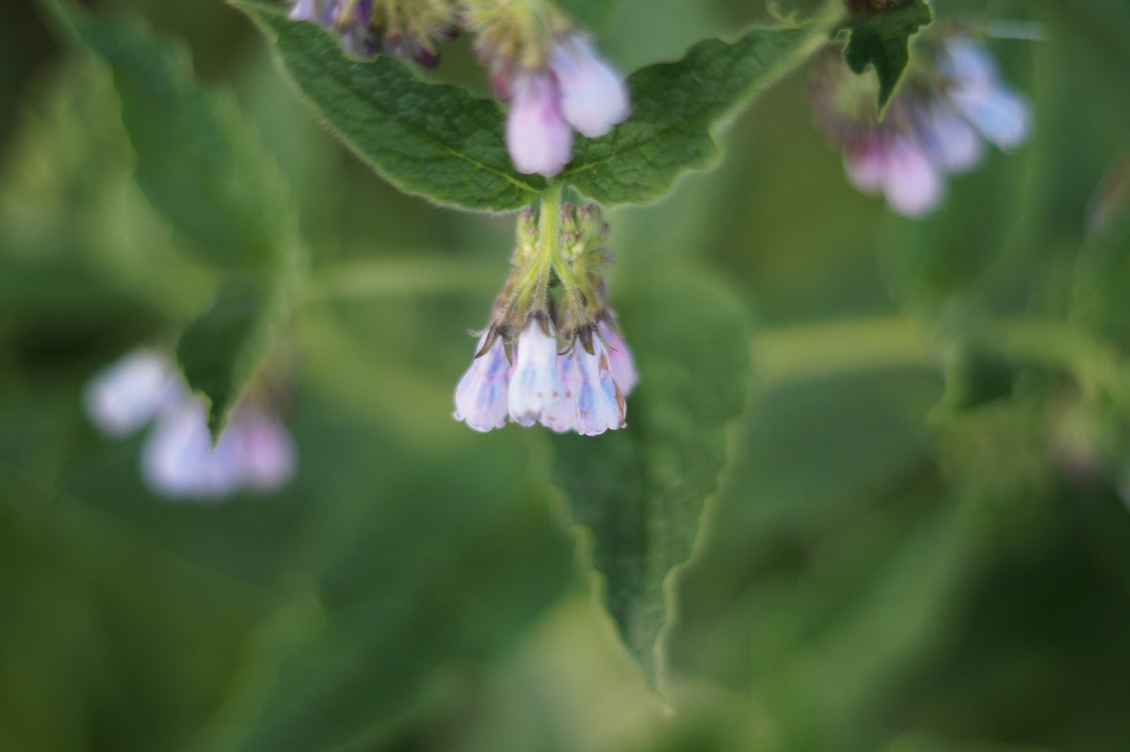 Colourful comfrey - Sophie in the Sticks