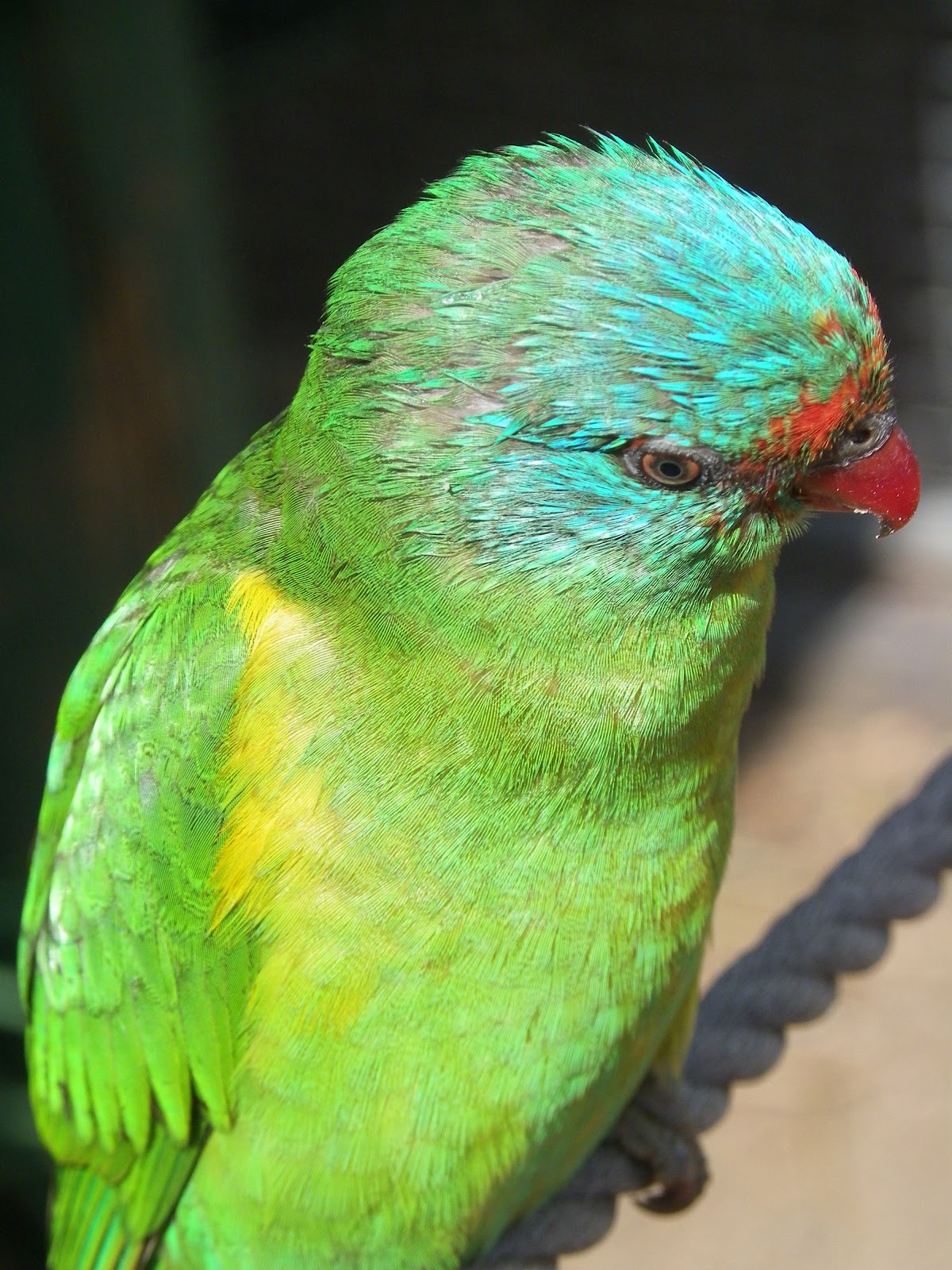 Cee Lew: Colourful Australian Birds