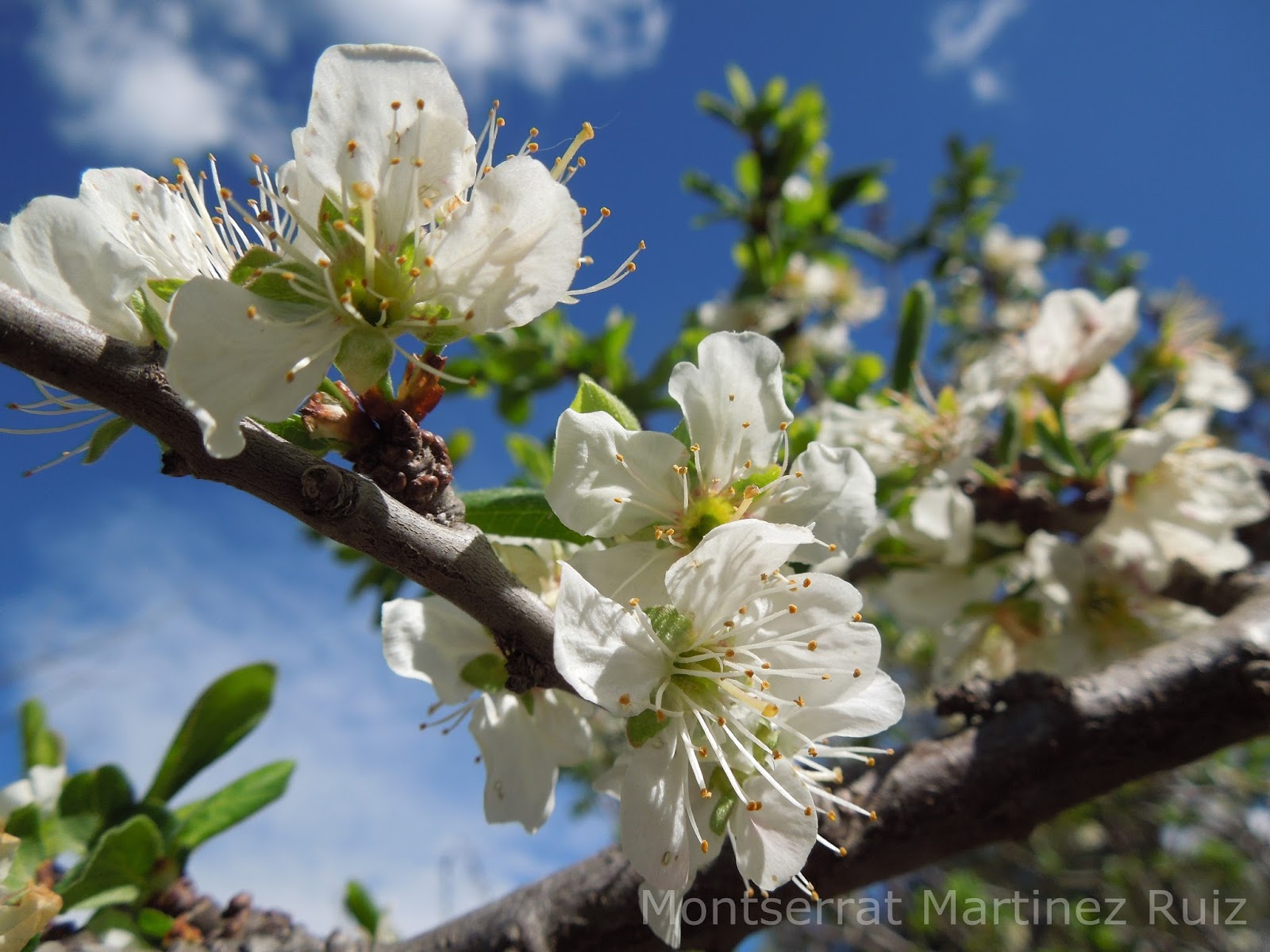 Flores del MANZANO - BOTÀNIC SERRAT