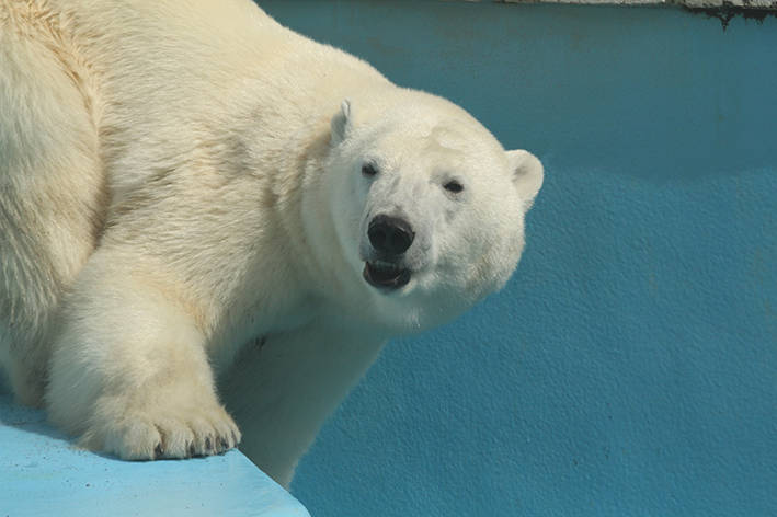 Zoos in Japan: Kushiro Zoo