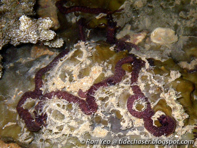 tHE tiDE cHAsER: Sea Cucumbers (Phylum Echinodermata: Class ...
