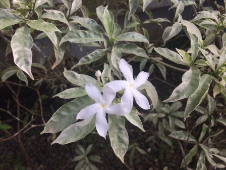 Tabernaemontana corymbosa 'Variegata' | Pustaka Flora | Database ...