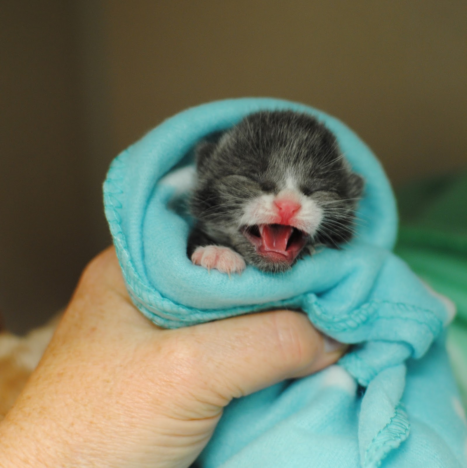 The Itty Bitty Kitty Committee: Here's Who Your Helping