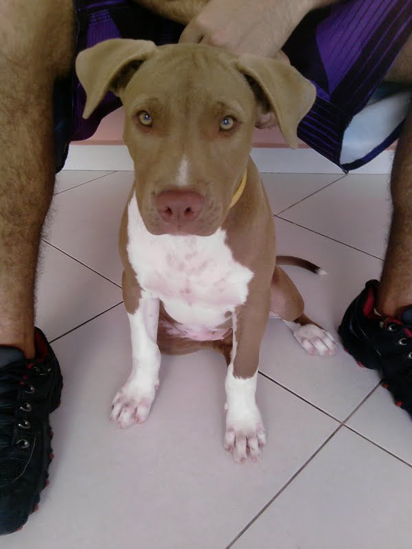 Buma - American Pit Bull Terrier: 4 meses!