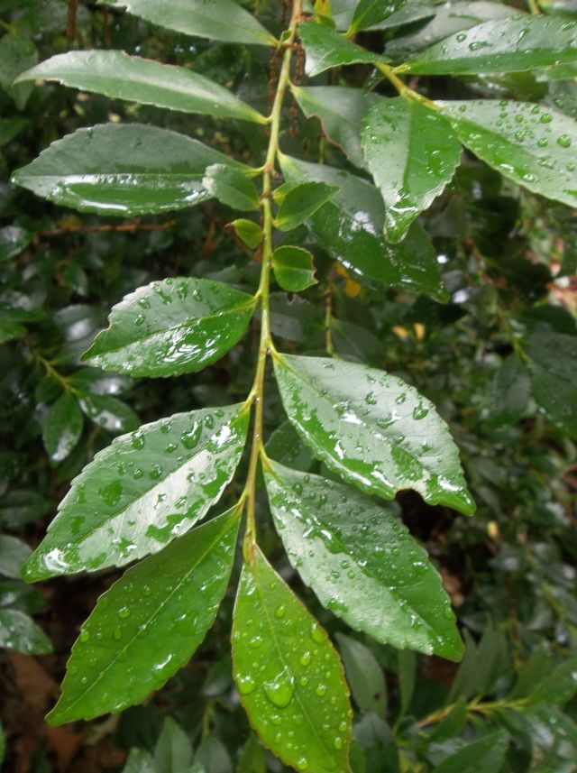 Future Plants by Randy Stewart: Eurya