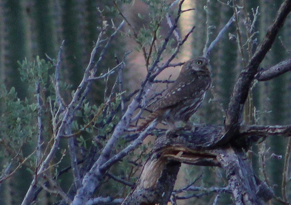 Tommy D's Birding Expeditions: Diurnal Desert Owling