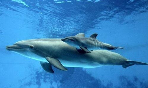 Goo Animal: AQUATIC ANIMALS ENDANGERED (THE DOLPHIN)