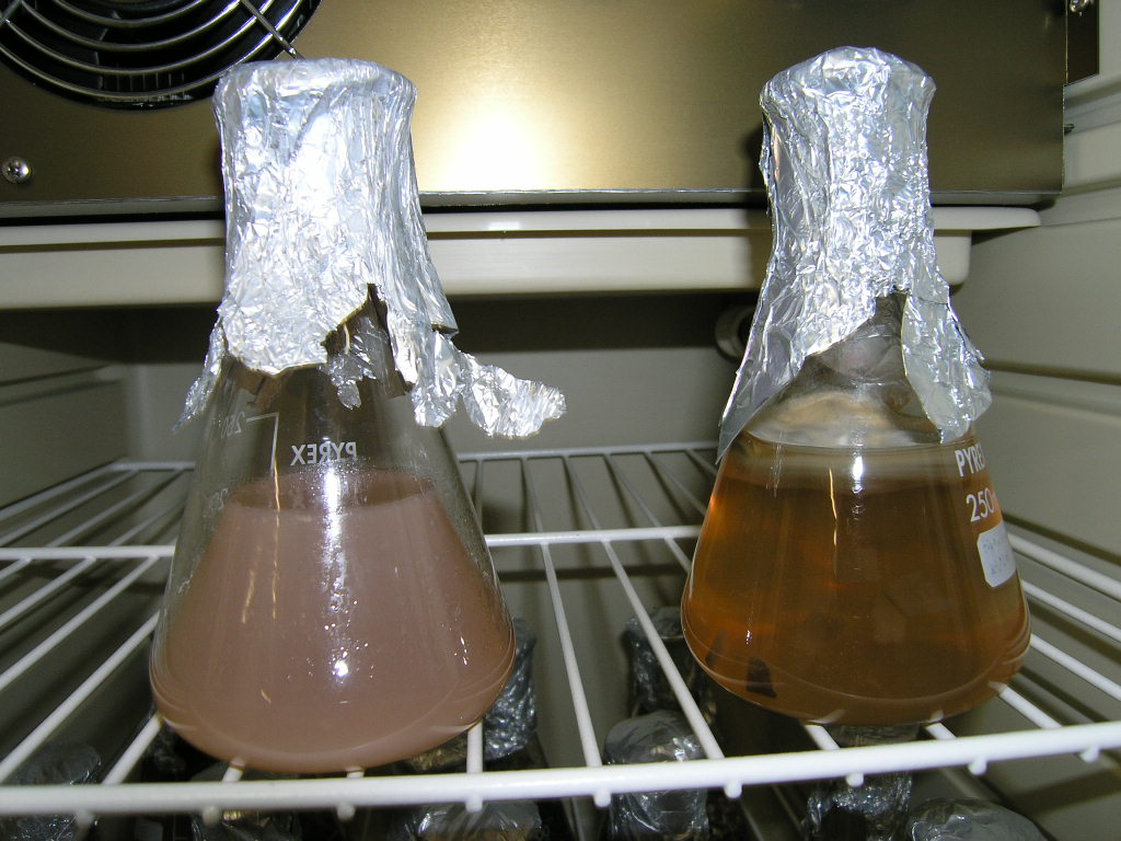 medios de cultivo: medios de cultivo