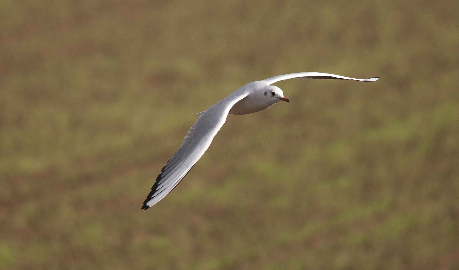 Cock of the Rock: Gull Invasion