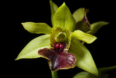 Dendrobium convolutum care and culture | Travaldo's blog