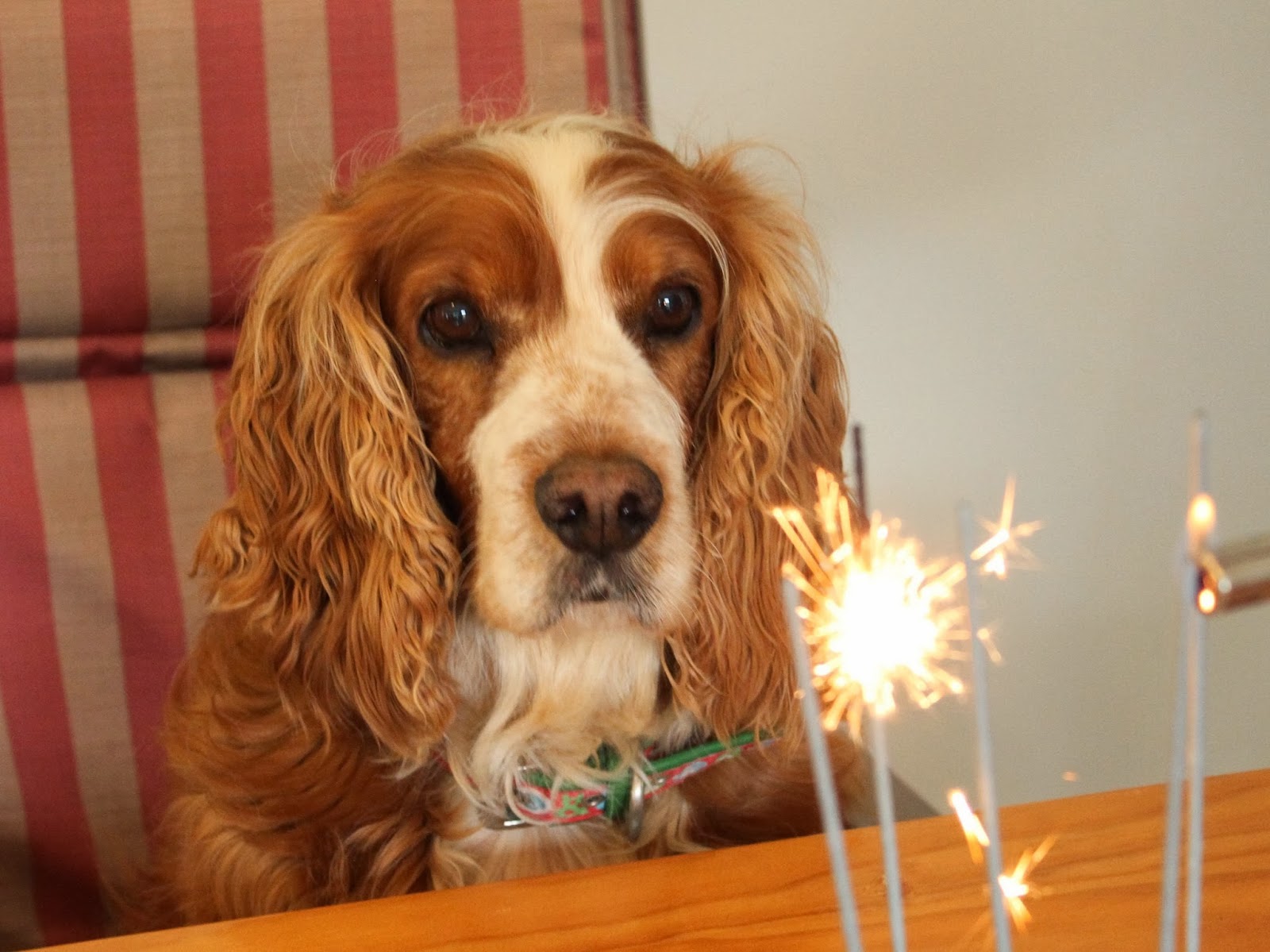 Mrs Meggins really cute puppy dog pictures, blog, videos, stories: Toby ...