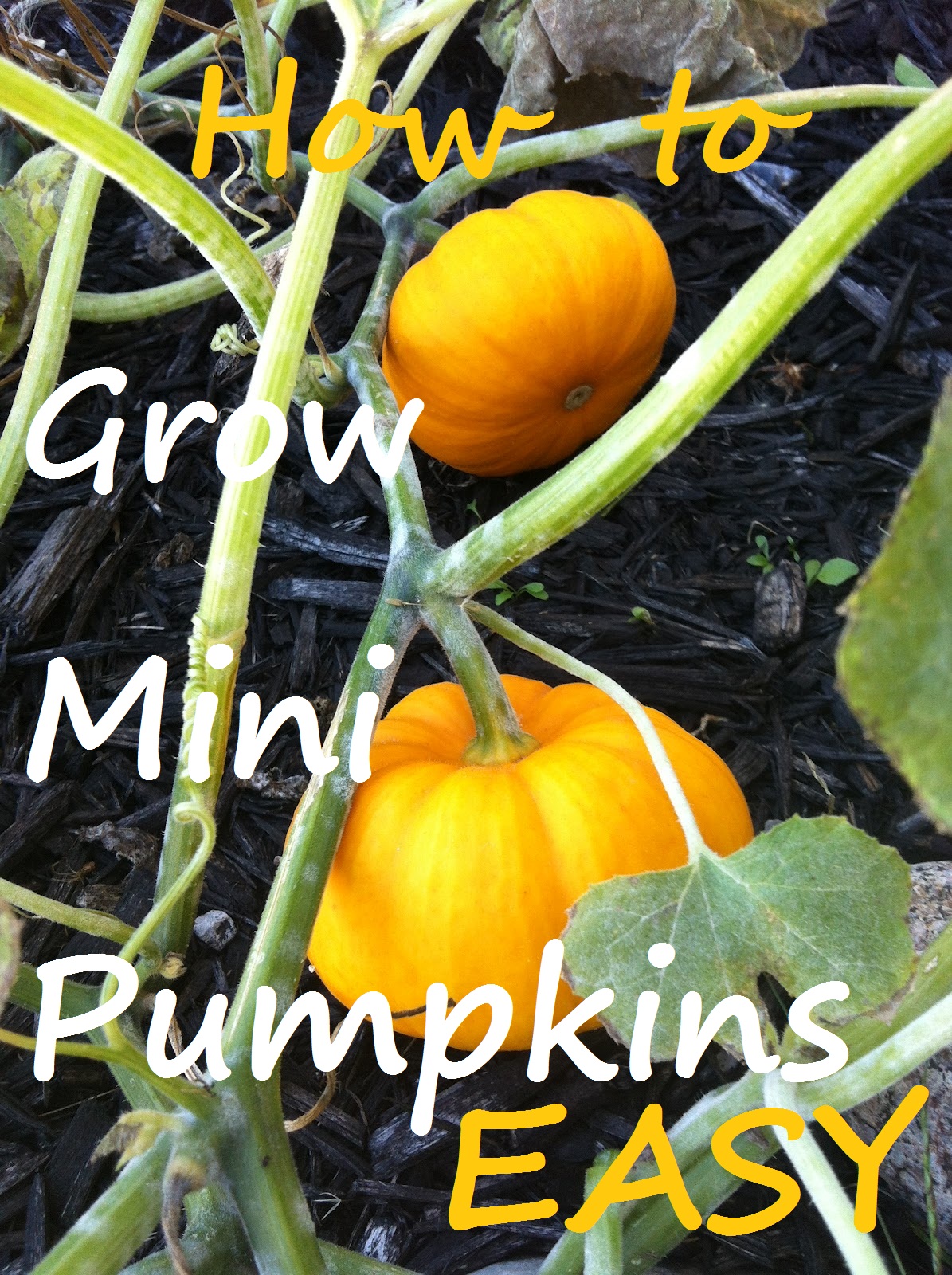 Handmade by CJ: Growing Mini Pumpkins - The Easy Way!