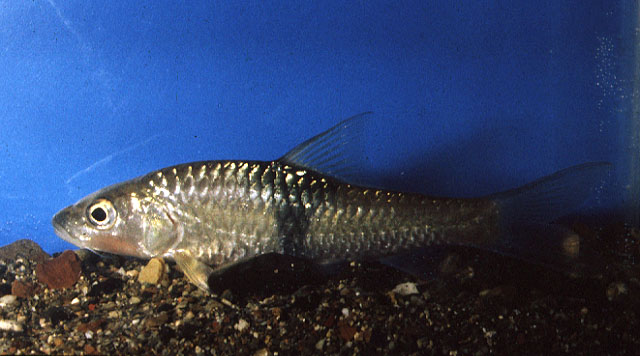 Mengenal Ikan Hampal/Hampala - Lalaukan