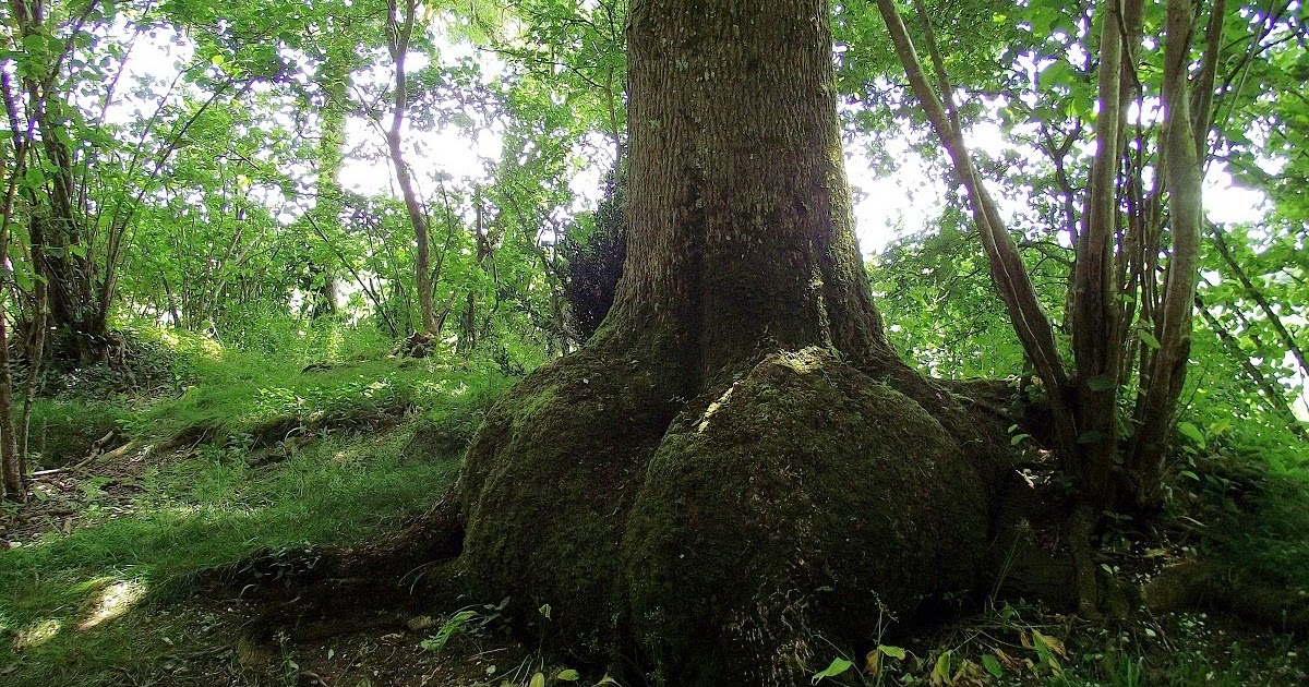 IF YOU GO DOWN TO THE WOODS TODAY....: Phallic Oak