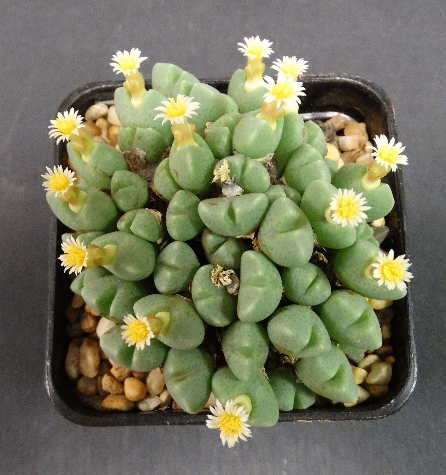 Succulent Sundae: CONOPHYTUM QUAESITUM