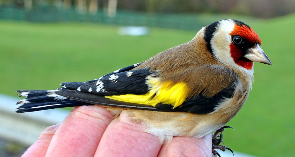 Another Bird Blog: Tuesday’s Ringing