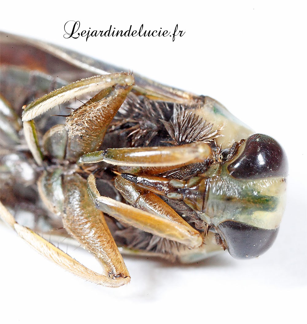 Notonecta maculata, une punaise aquatique