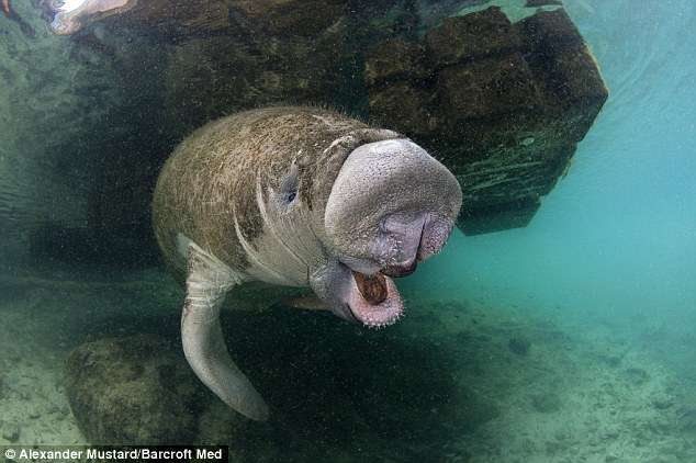 Thaipanda+: Chilling out with the slow-mo manatees of Florida... who ...