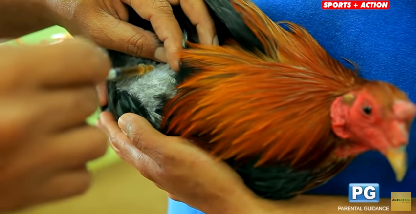 Gamefowl Pre Conditioning Methods : Gamefowl Conditioning Part 2 ... Gamefowl Pre Conditioning Methods : Gamefowl Conditioning Part 2 ...
