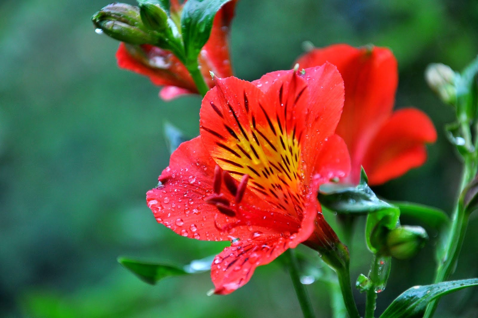 FLORES EN LOS PASOS DE LA SEMANA SANTA DE SEVILLA : PASIÓN EN LA DISTANCIA