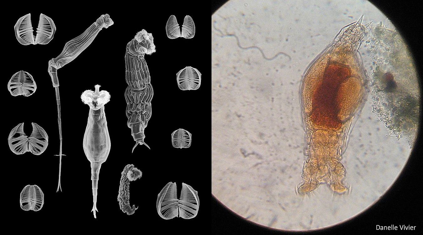 thought you otter know: PART ONE OF AMAZING SPECIES: INDESTRUCTIBLE ...