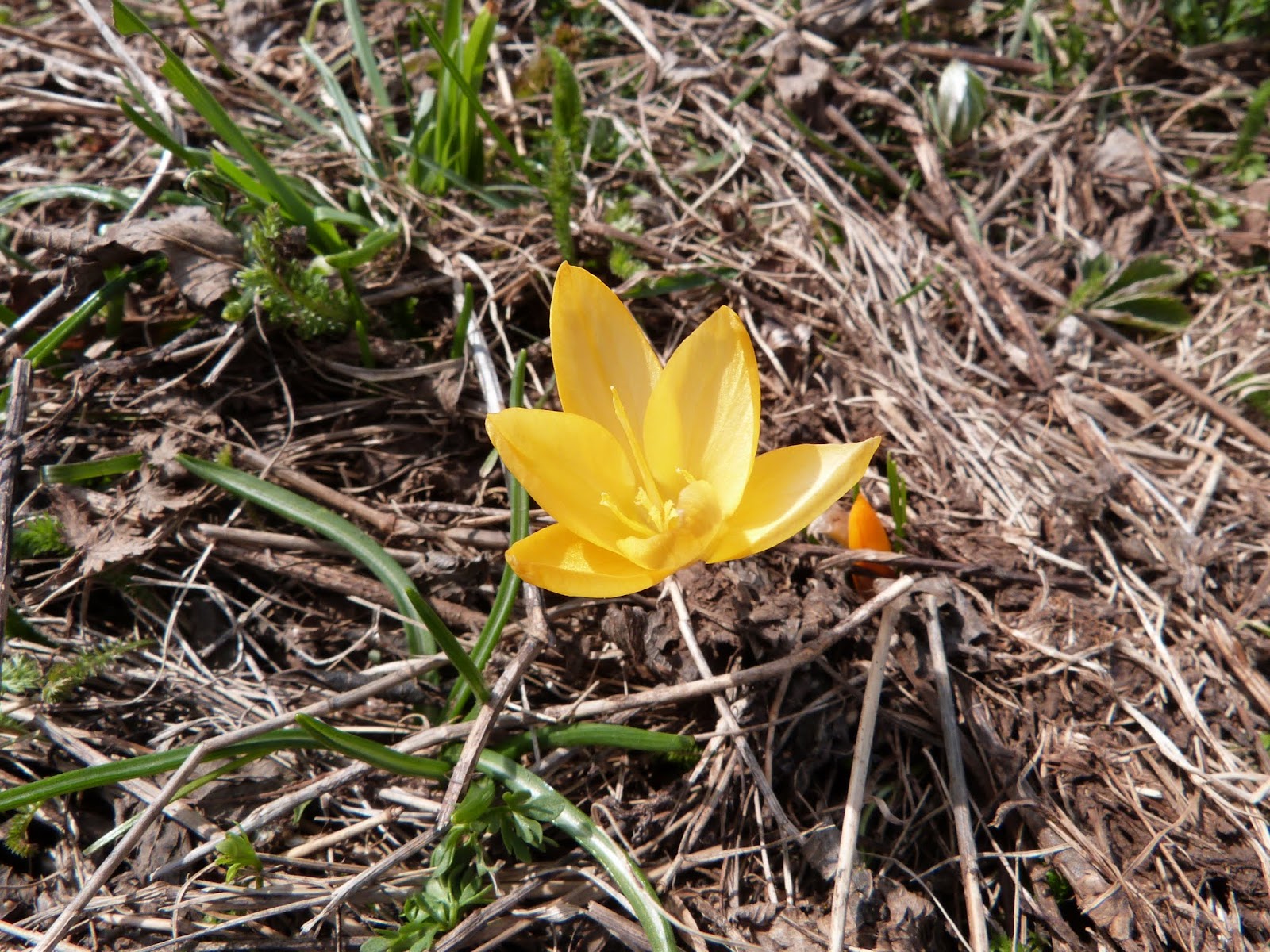 Frumusetile naturii: Brandusa galbena (Crocus olivieri)
