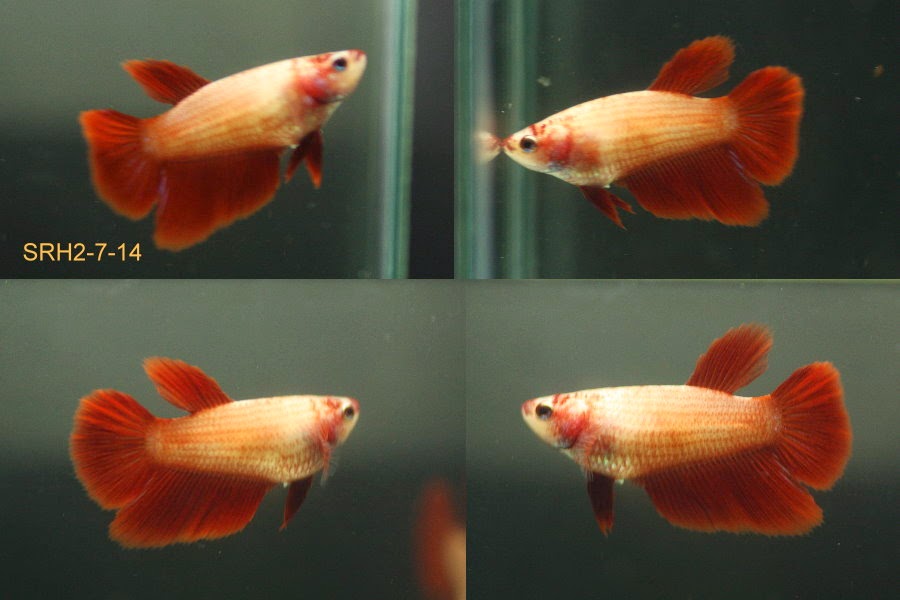 Bettazone: Betta of the week : Super red Hm pair